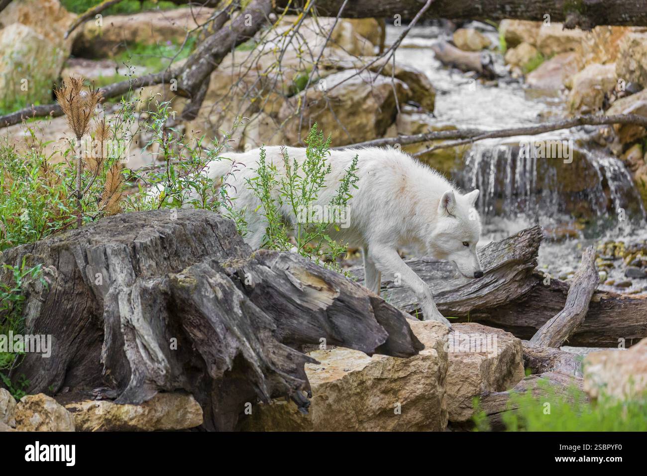 An Arctic wolf (Canis lupus arctos) runs over rocks, crossing a little ...