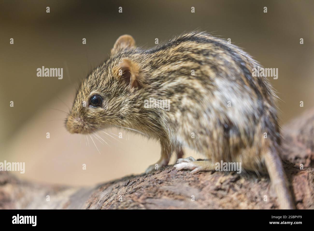 Typical striped grass mouse hi-res stock photography and images - Alamy