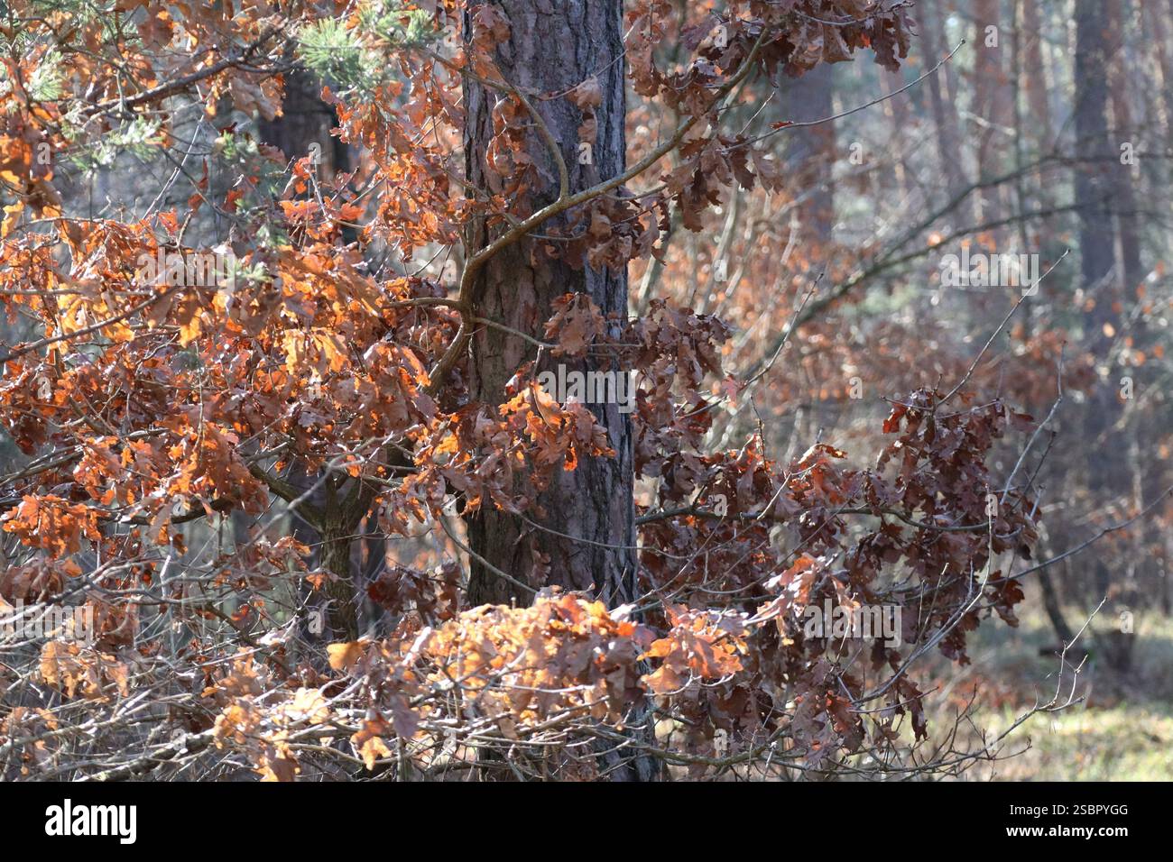 Oak leaves hugging a Pine Stock Photo - Alamy