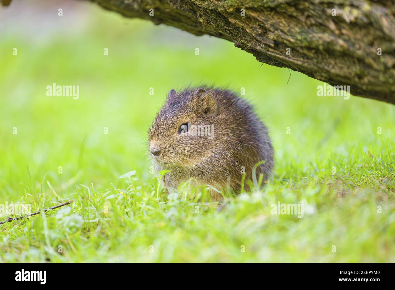 A young Brazilian guinea pig (Cavia aperea) grazes on a green meadow ...