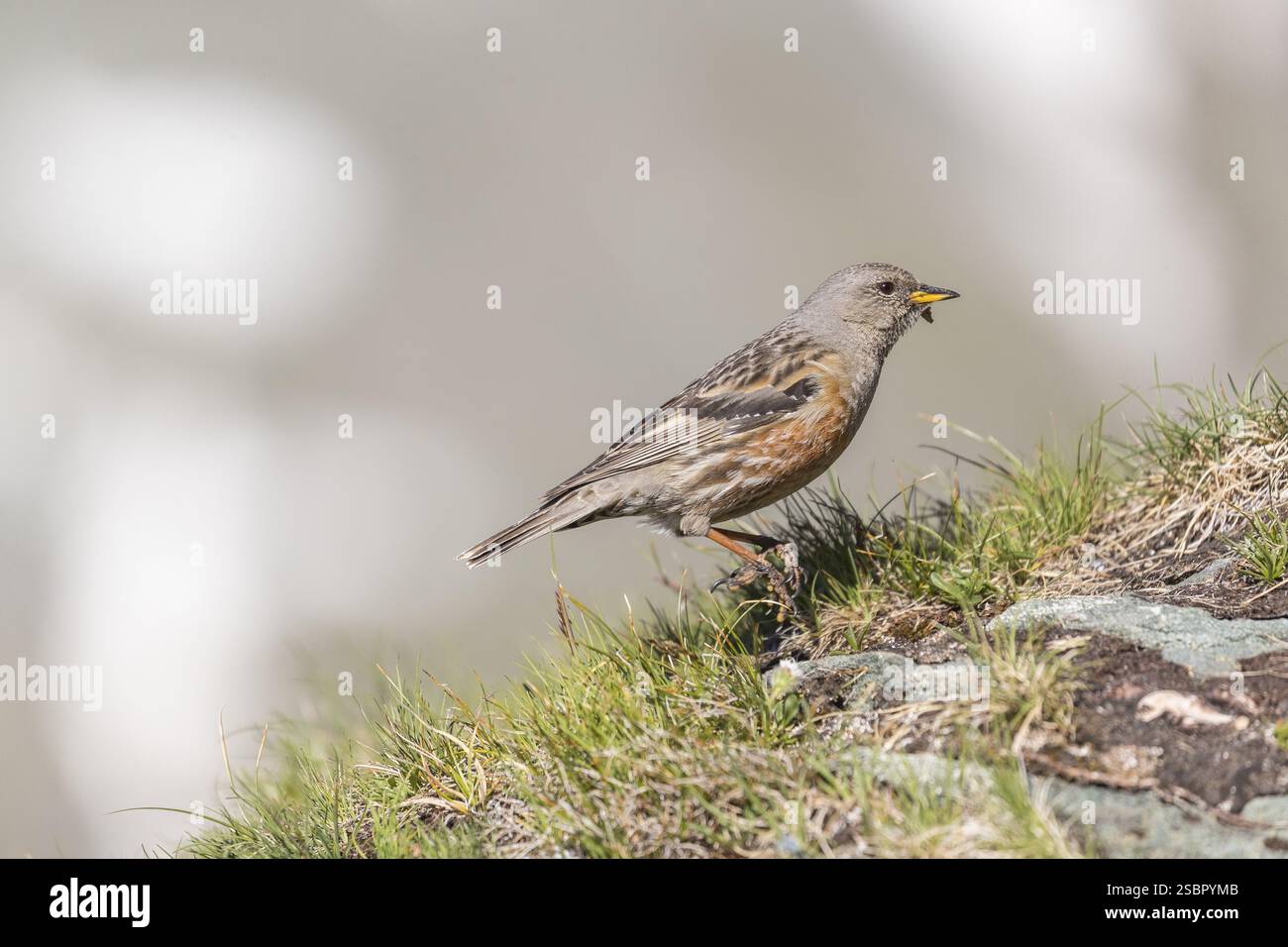 One adult alpine accentor (Prunella collaris collaris) walking on grass ...