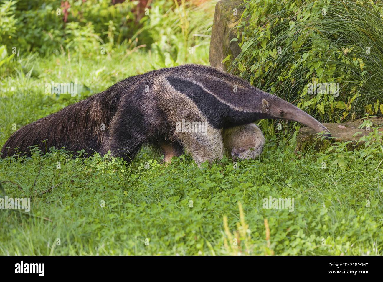 A giant anteater (Myrmecophaga tridactyla) runs over green meadow ...