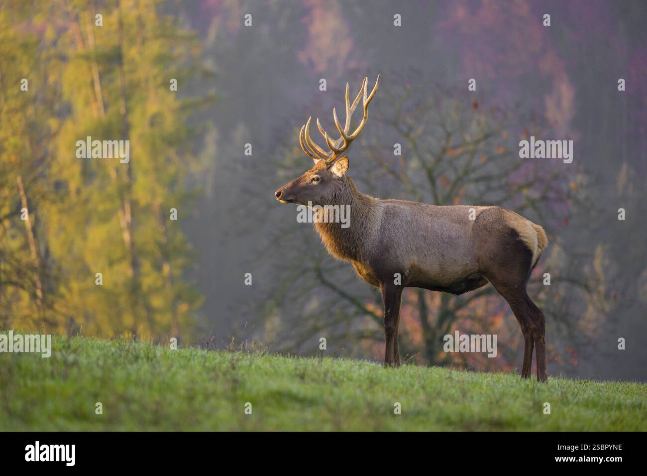 An Altai maral stag, Altai wapiti or Altai elk (Cervus canadensis ...