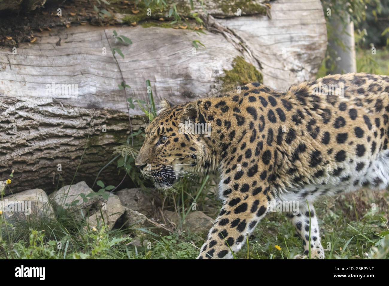 One Amur leopard (Panthera pardus orientalis) walking through green ...