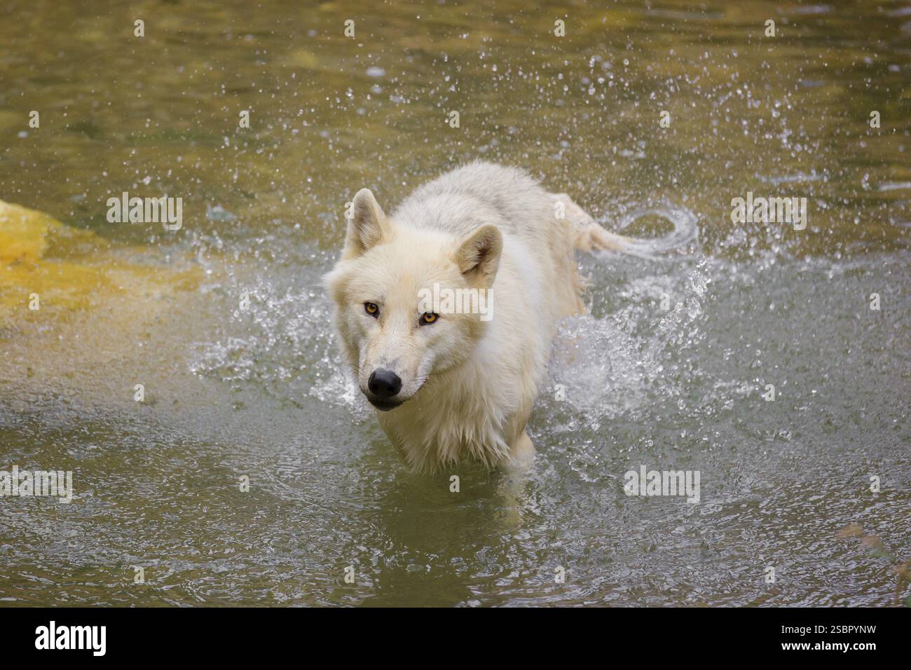 An Arctic wolf (Canis lupus arctos) stands in a pool of water below a ...