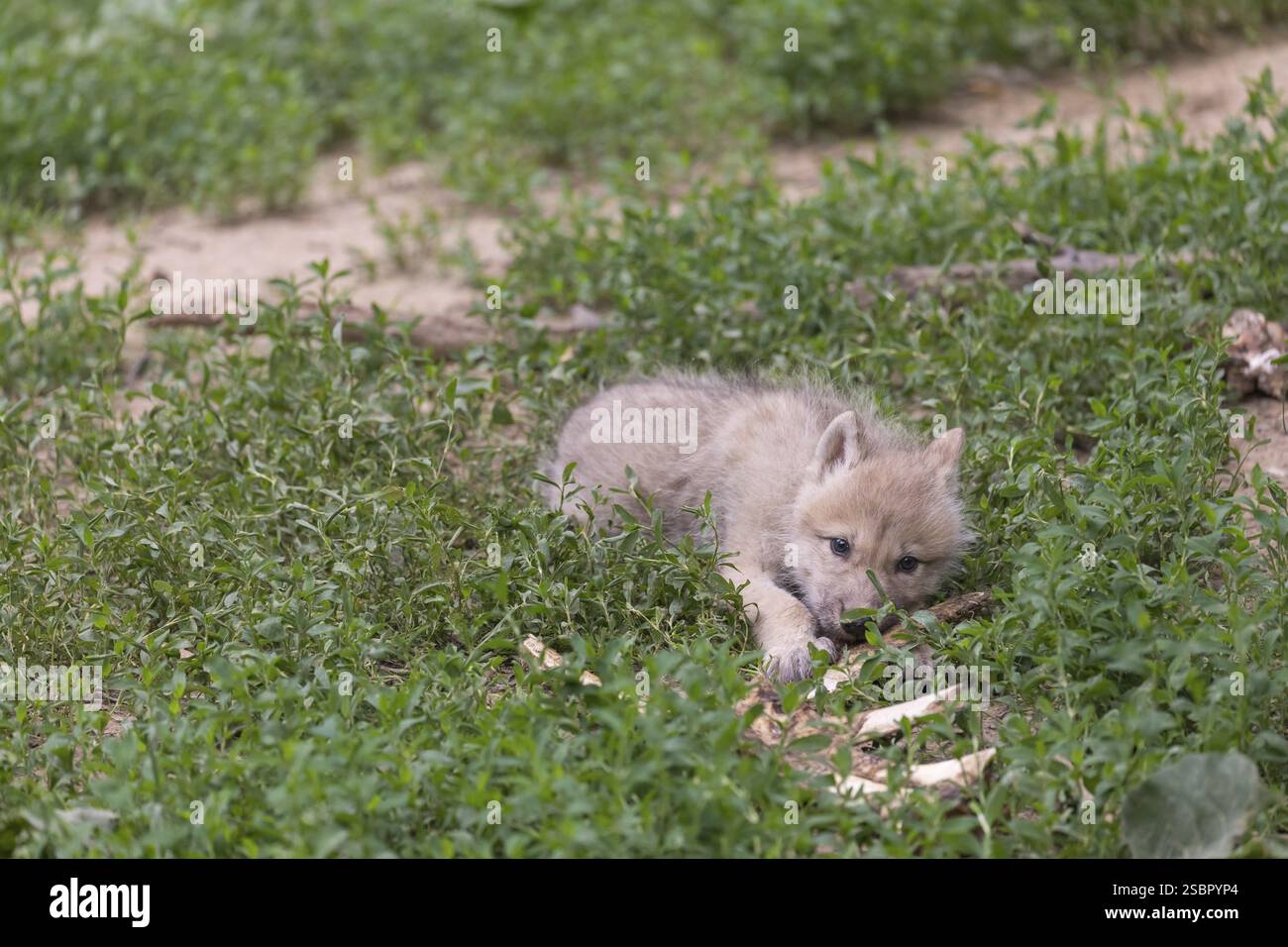 One four weeks old Arctic wolf cub (Canis lupus arctos) playing with ...