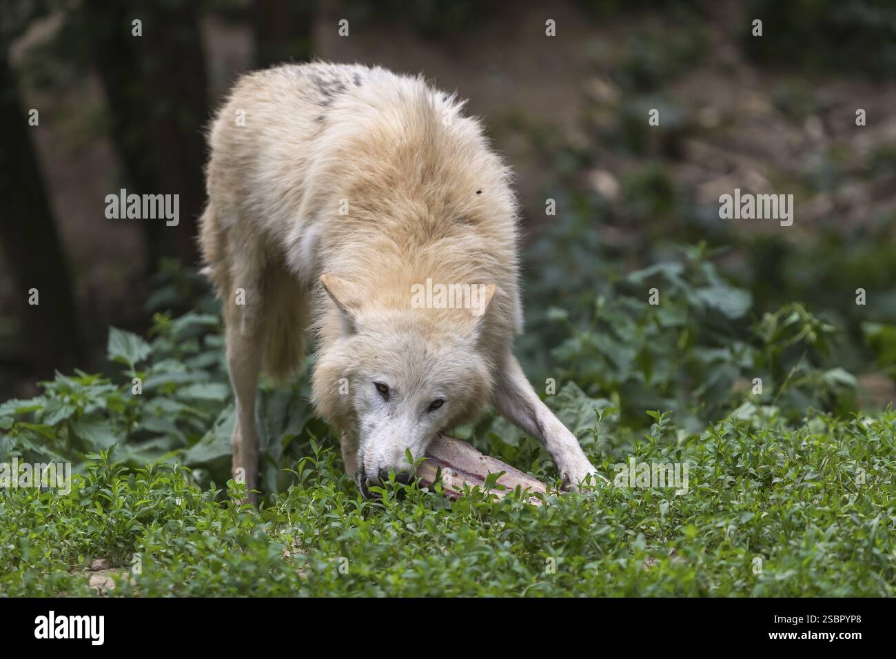 One Arctic wolf (Canis lupus arctos) chewing on a bone. Green grass ...