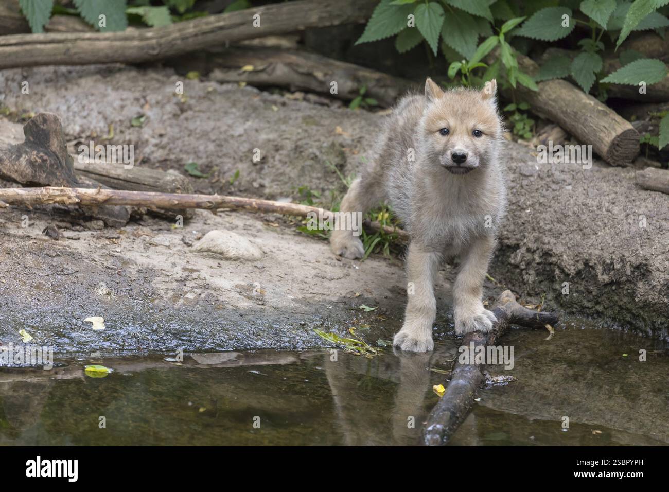 One four weeks old Arctic wolf cub (Canis lupus arctos) standing at a ...
