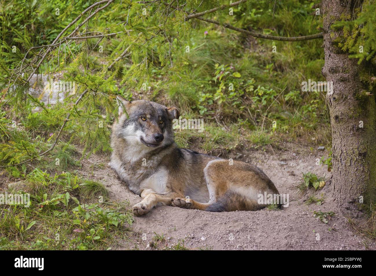 A eurasian gray wolf (Canis lupus lupus) rests under a spruce tree ...
