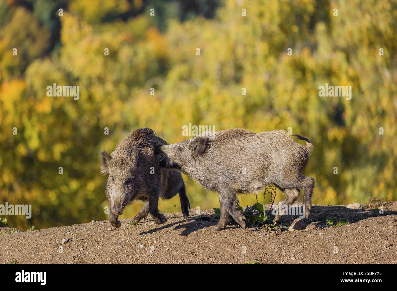 Two wild boars or wild pigs (Sus scrofa) fight in a clearing on hilly ...