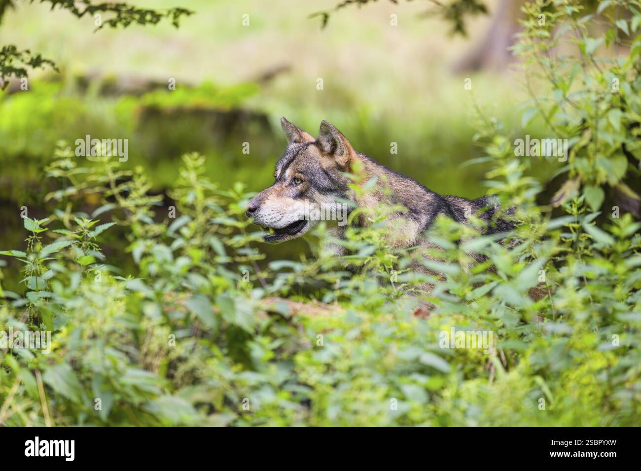 An adult male Eurasian gray wolf (Canis lupus lupus) stands behind a ...