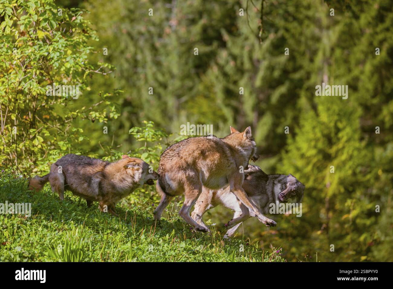Three eurasian gray wolves (Canis lupus lupus) play with each other on ...