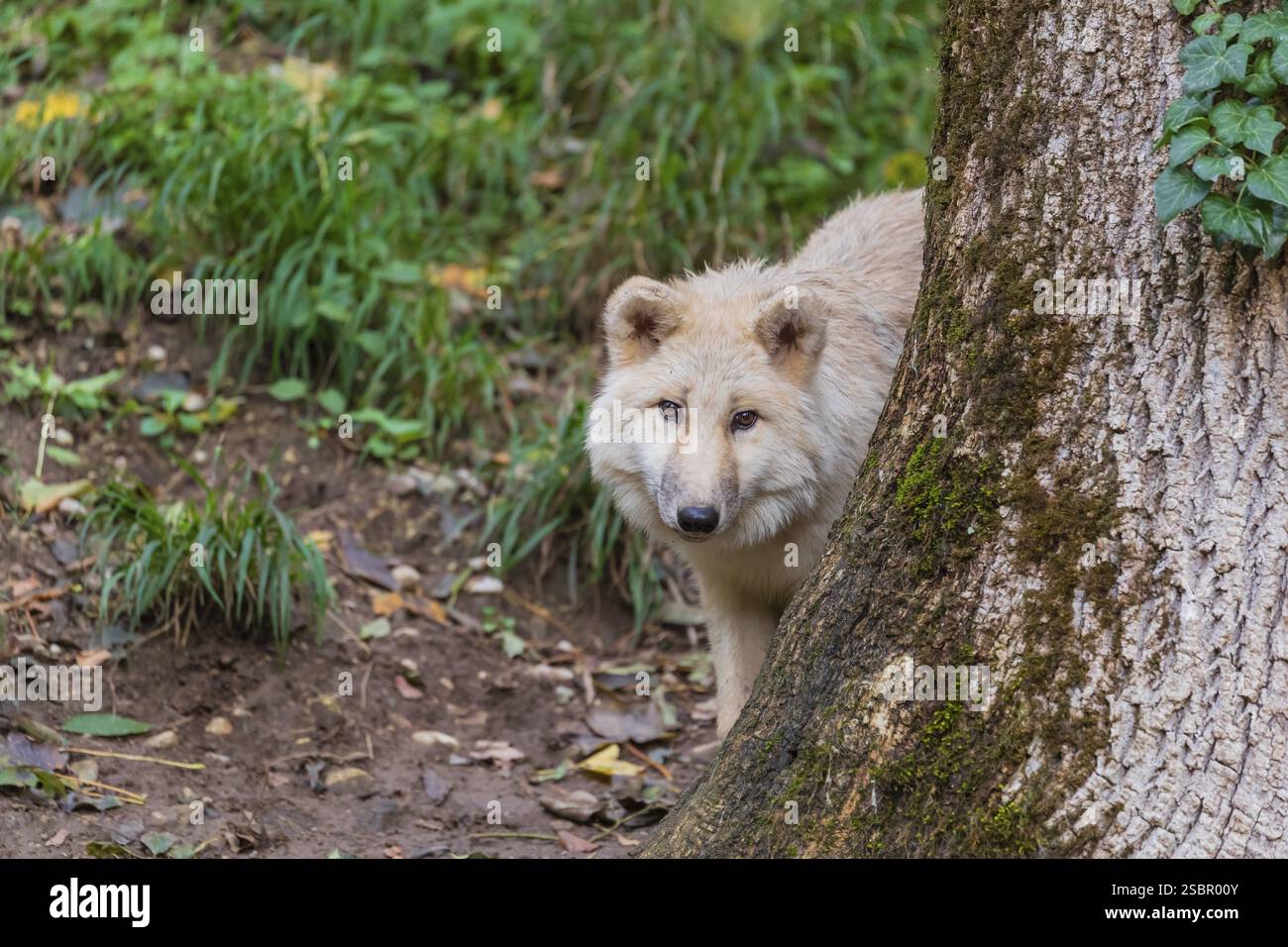 One arctic wolf (Canis lupus arctos) standing in a forest, partially ...