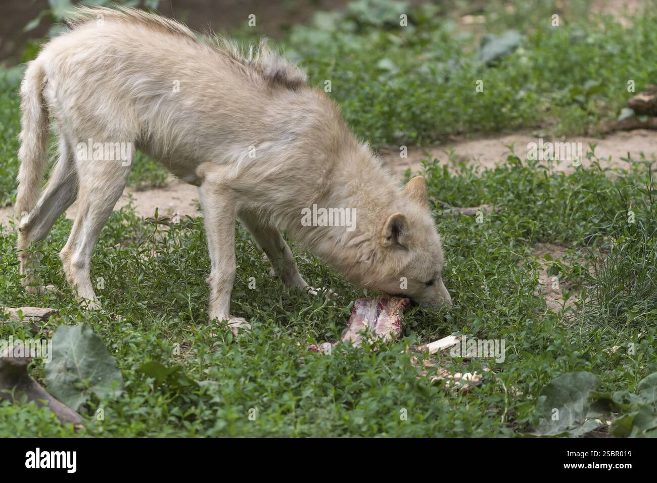 One Arctic wolf (Canis lupus arctos) chewing on a bone. Green grass ...