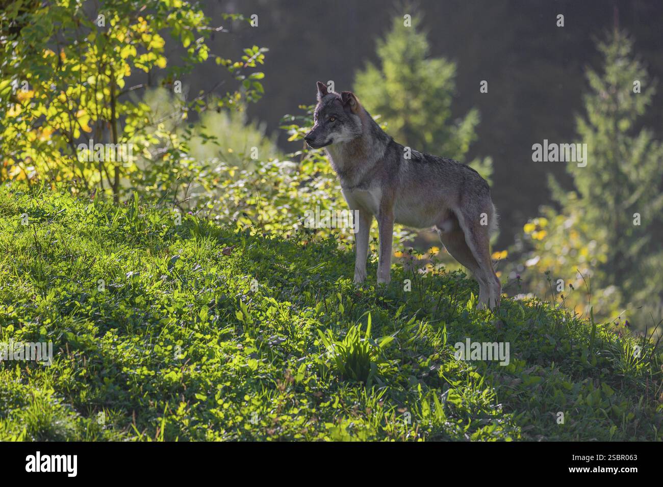 A eurasian gray wolf (Canis lupus lupus) stands on a forest edge in early morning mist and ...