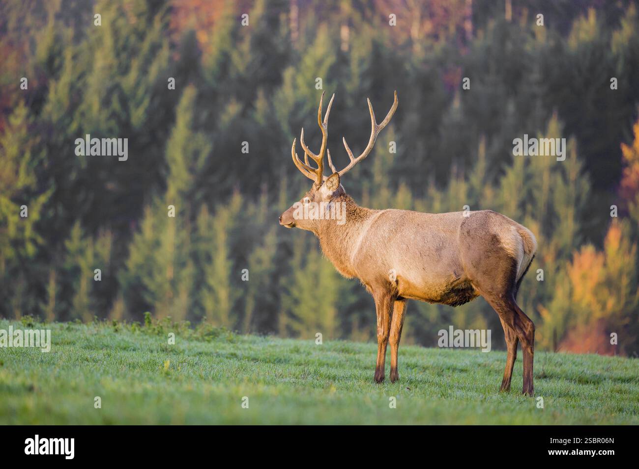 An Altai maral stag, Altai wapiti or Altai elk (Cervus canadensis ...