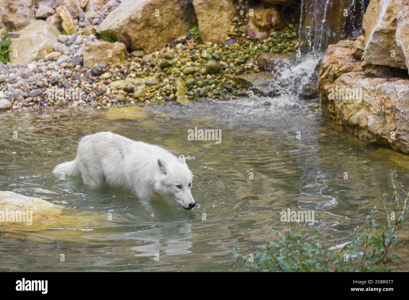 An Arctic wolf (Canis lupus arctos) stands in a pool of water below a ...