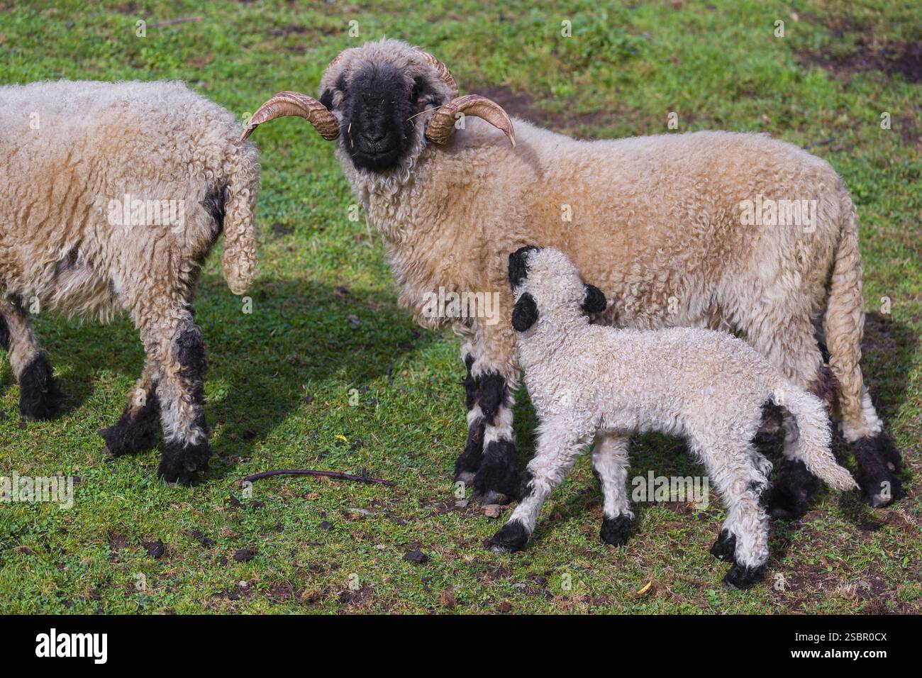 A female Valais Blacknose sheep and its lamb (Avis Aries) stand on a ...