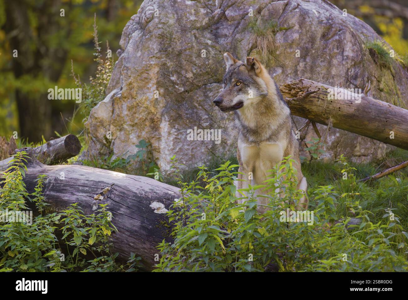 A eurasian gray wolf (Canis lupus lupus) sits on a log in front of a ...