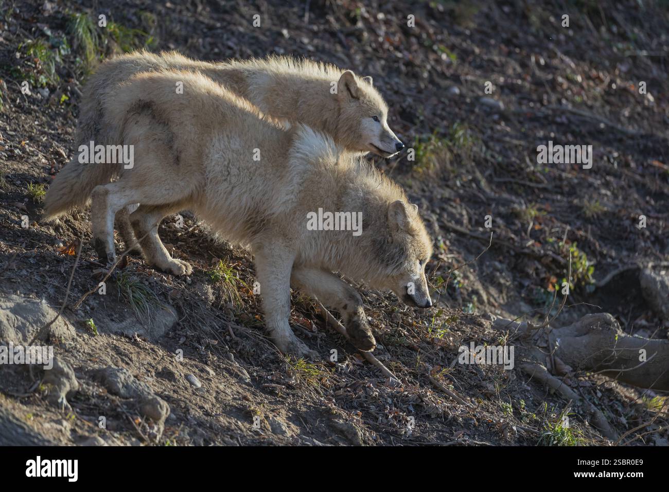 Two adult Arctic wolves (Canis lupus arctos) standing in a forest on ...
