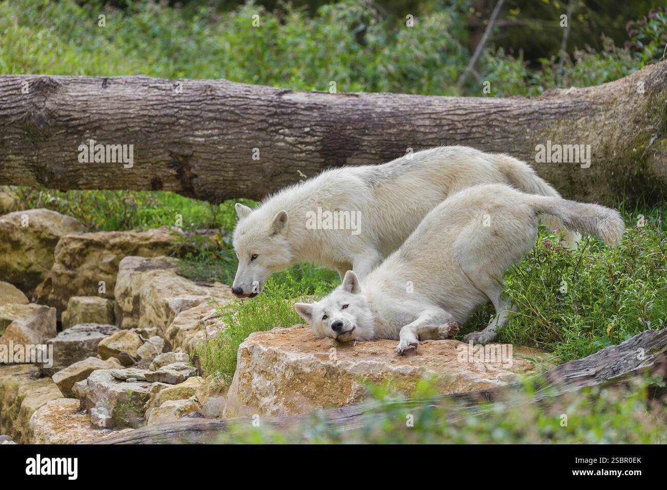 Two arctic wolves (Canis lupus arctos) stand on a rock and take the ...