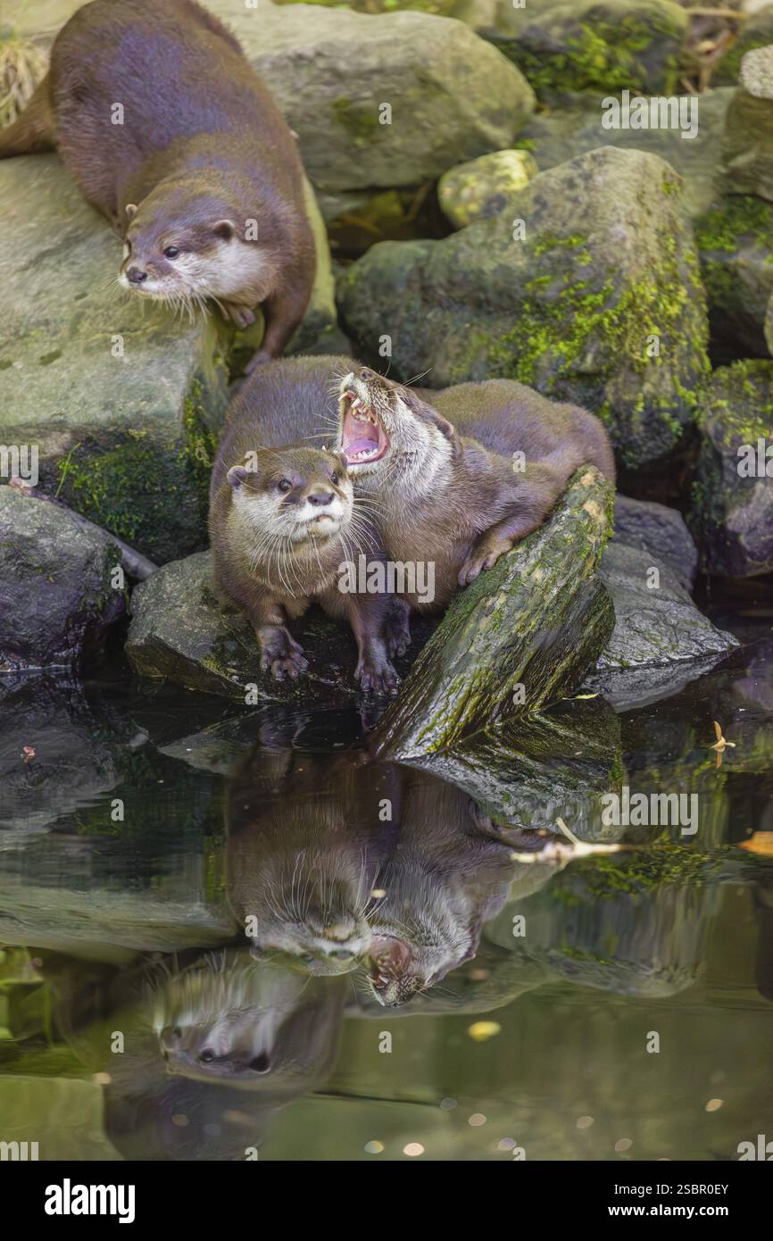 Three oriental small-clawed otter or Asian small-clawed otter (Aonyx ...