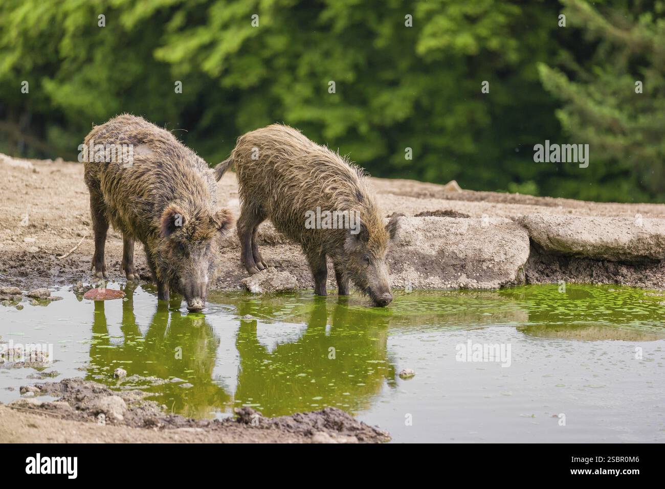 Two wild boar or wild pig (Splayus scrofa) drink water from a small ...