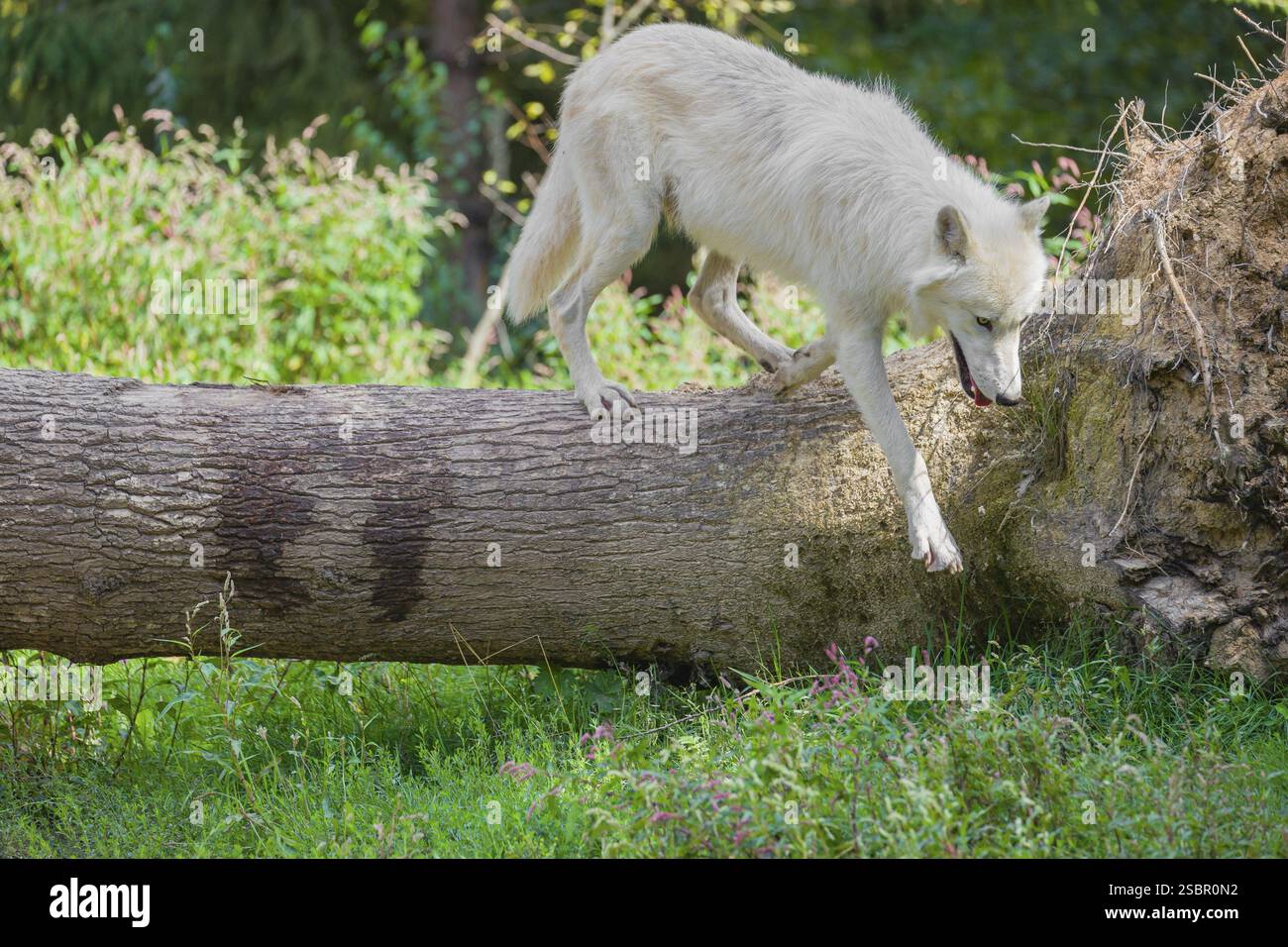 An Arctic wolf (Canis lupus arctos) jumps down from a fallen tree trunk ...