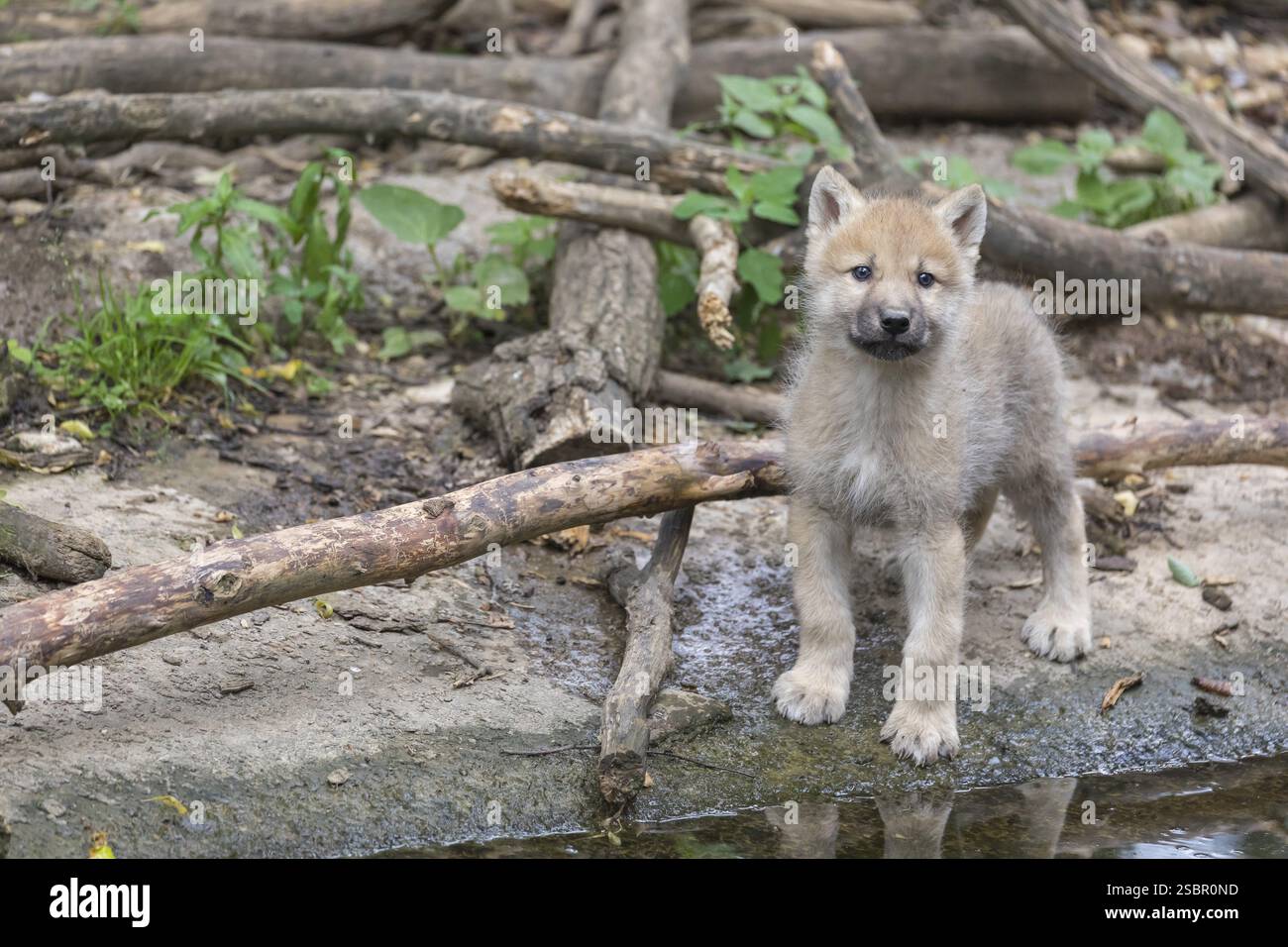 One four weeks old Arctic wolf cub (Canis lupus arctos) standing at a ...