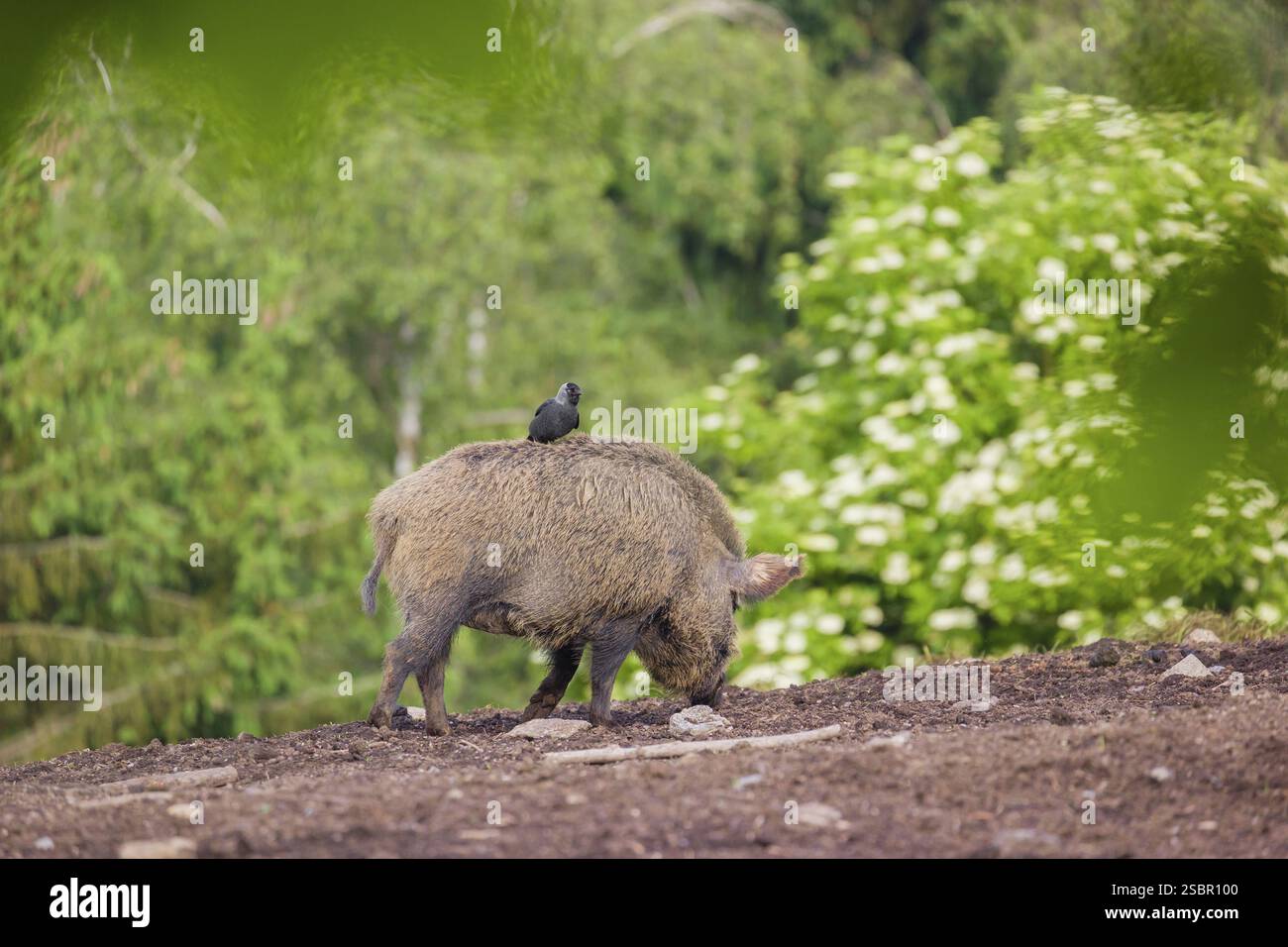 A wild boar or wild pig (Sus scrofa), walks across an opening searching ...