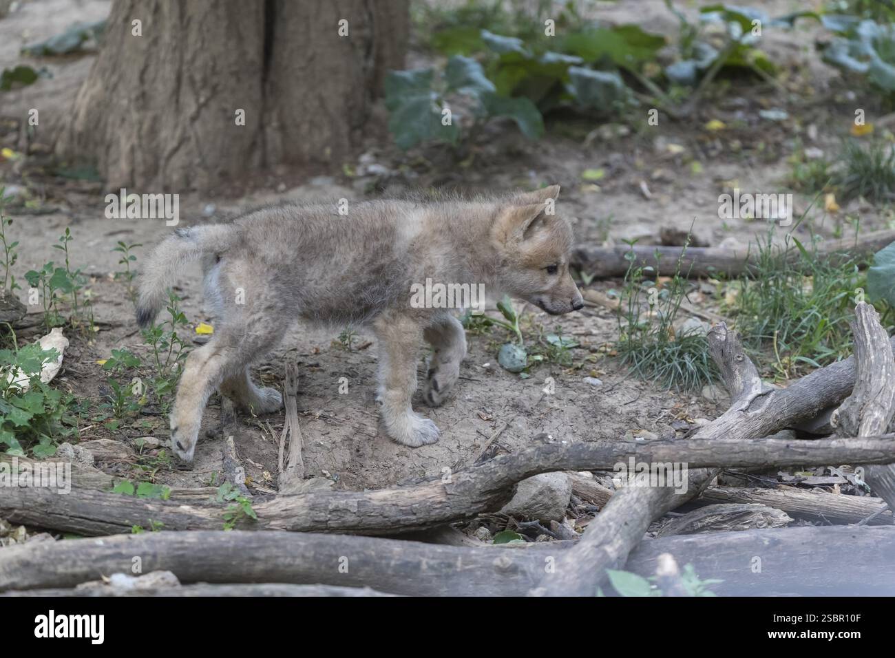One four weeks old Arctic wolf cub (Canis lupus arctos) walking over ...