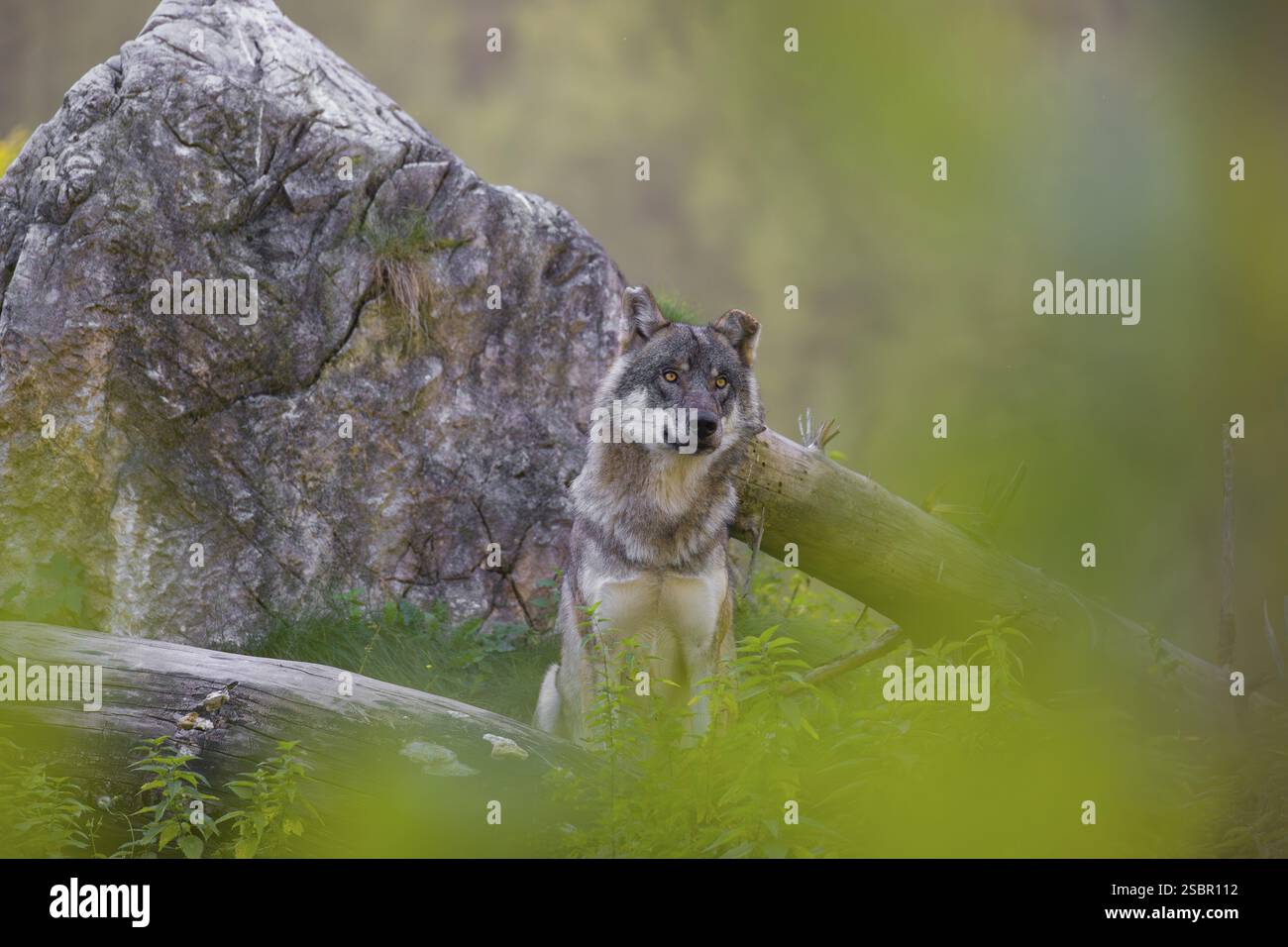 A eurasian gray wolf (Canis lupus lupus) stands on a log in front of a ...