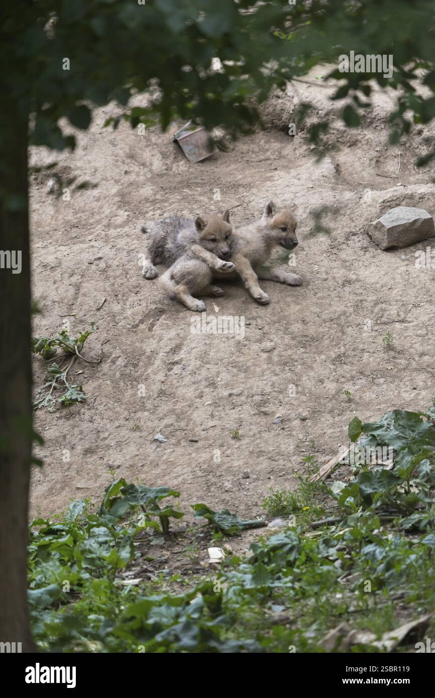 Two four weeks old Arctic wolf cub (Canis lupus arctos) resting on a ...