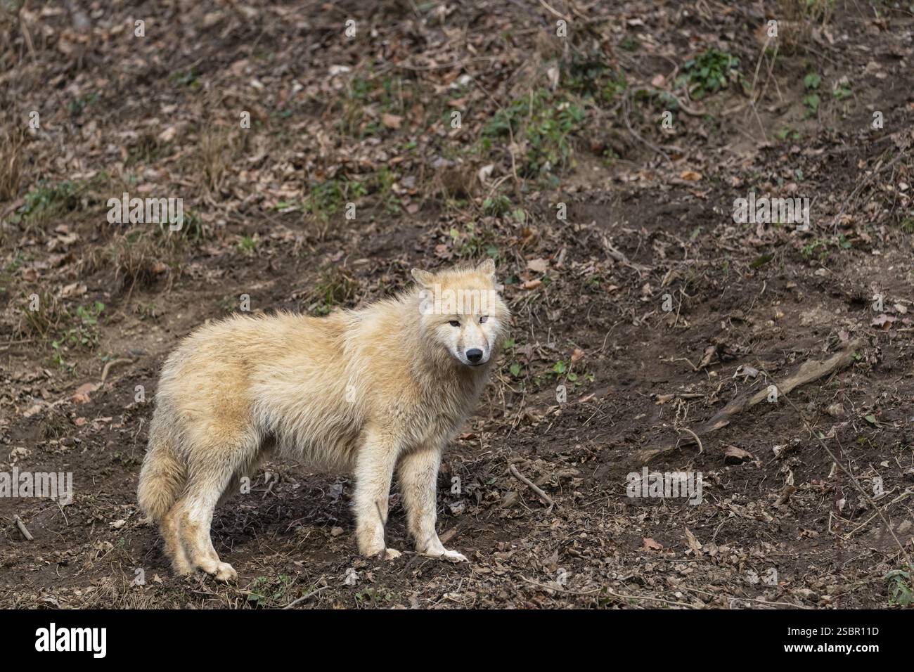 One adult Arctic wolves (Canis lupus arctos) standing in a forest on ...