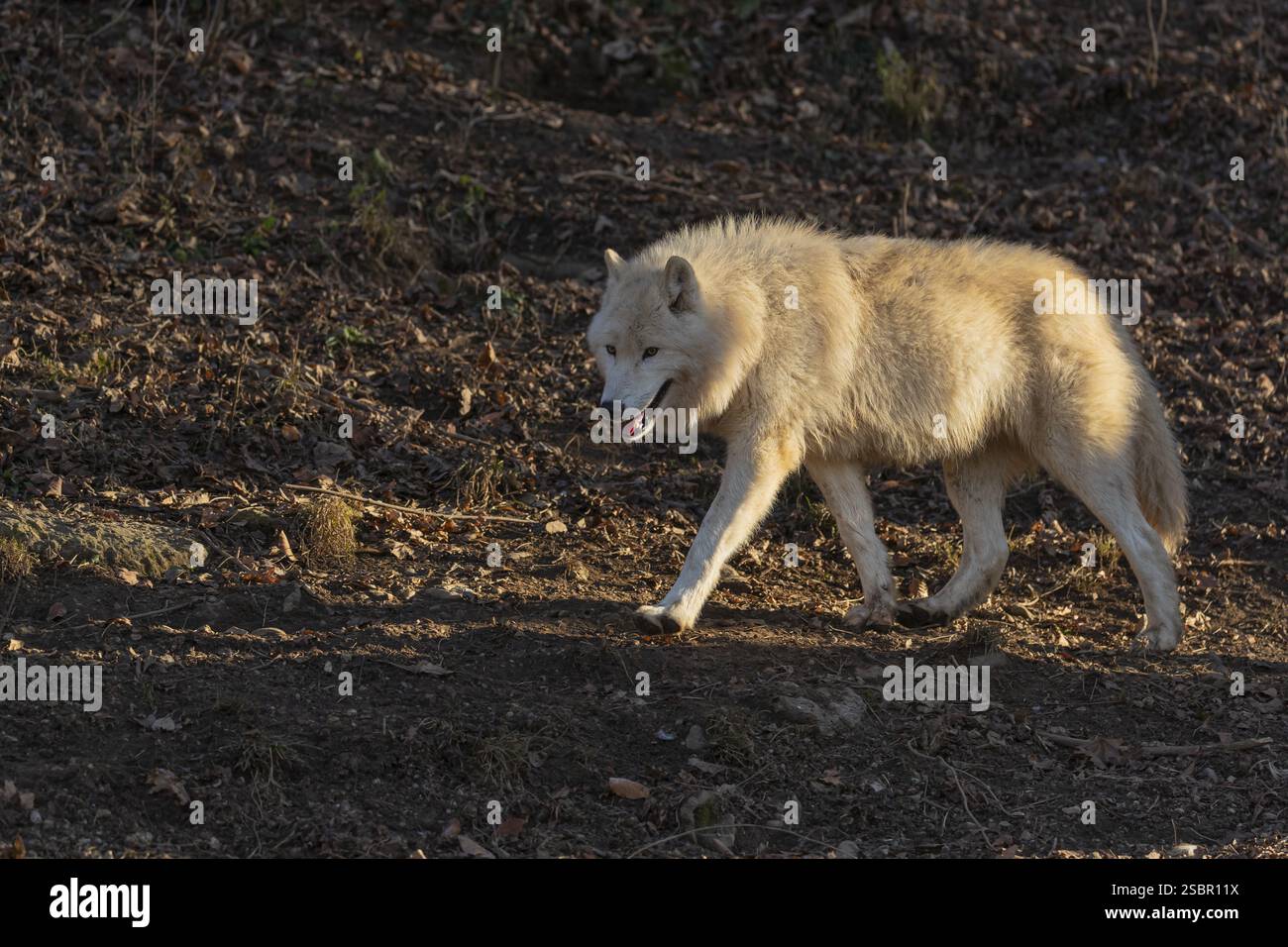 One adult Arctic wolf (Canis lupus arctos) walking through a forest on ...