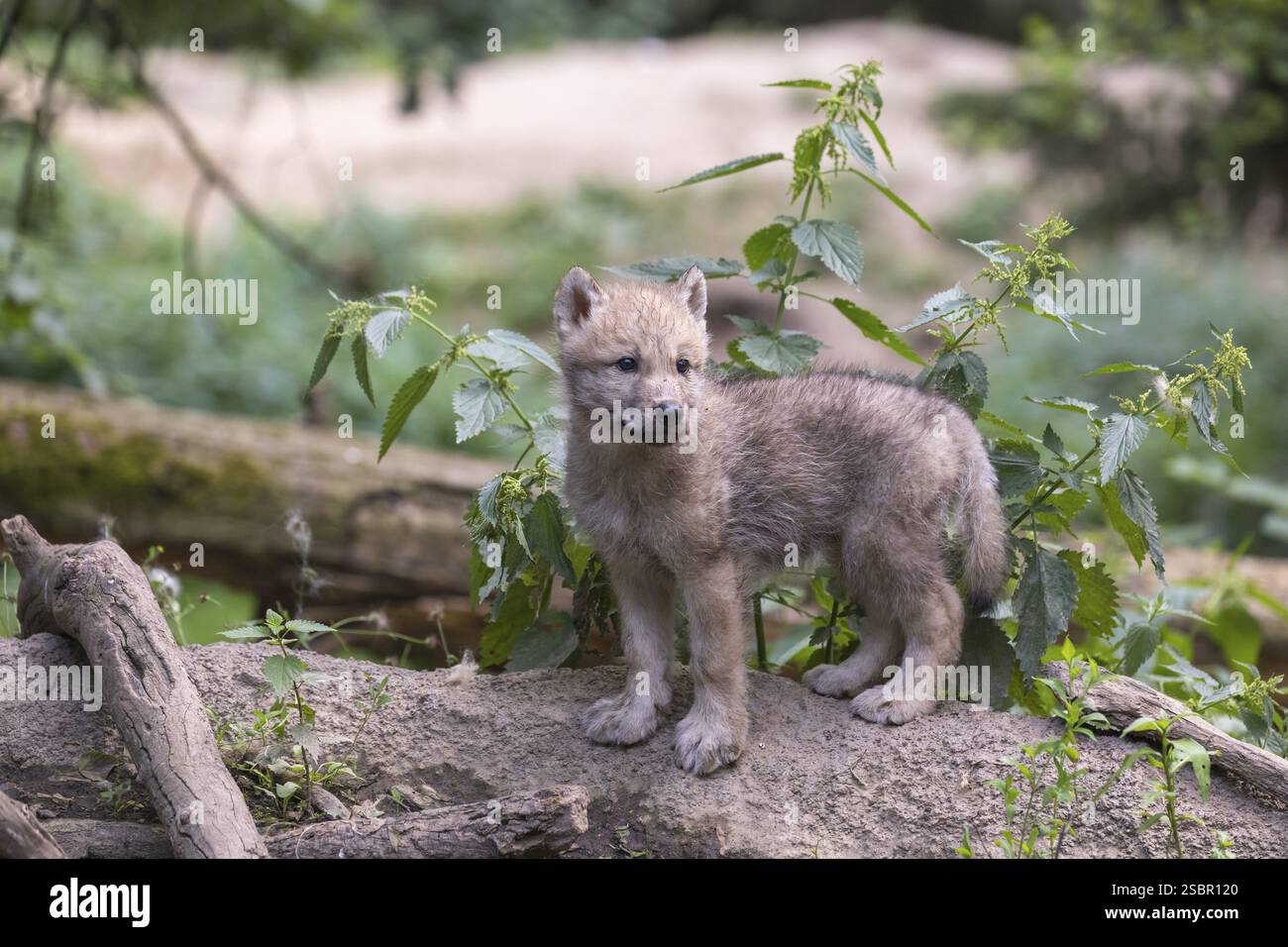 One four weeks old Arctic wolf cub (Canis lupus arctos) standing on a ...
