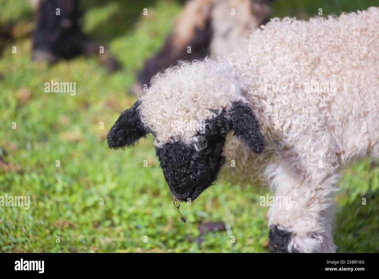 A Valais Blacknose sheep lamb (Avis Aries) stands on a pasture on hilly ...