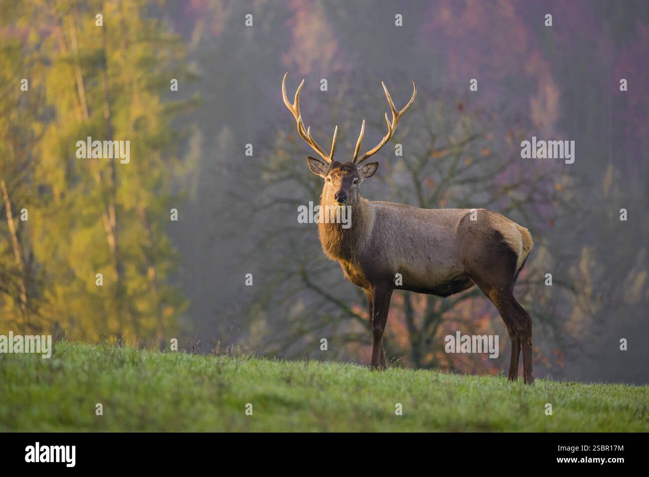 An Altai maral stag, Altai wapiti or Altai elk (Cervus canadensis ...