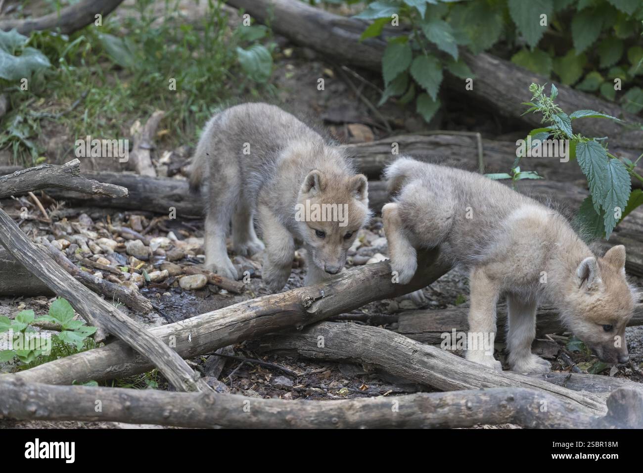 Two four weeks old Arctic wolf cub (Canis lupus arctos) playing with ...