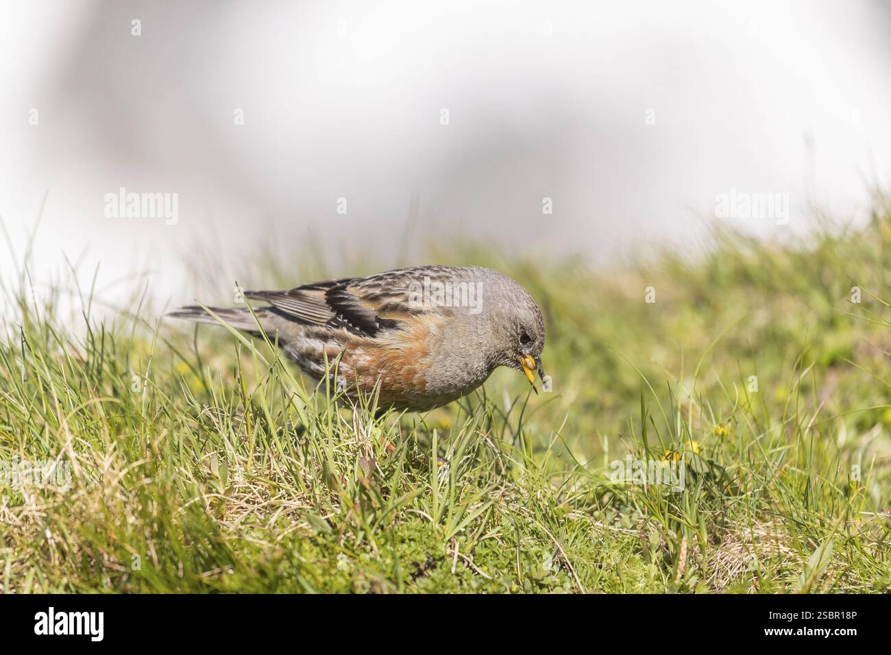 One adult alpine accentor (Prunella collaris collaris) walking on grass ...
