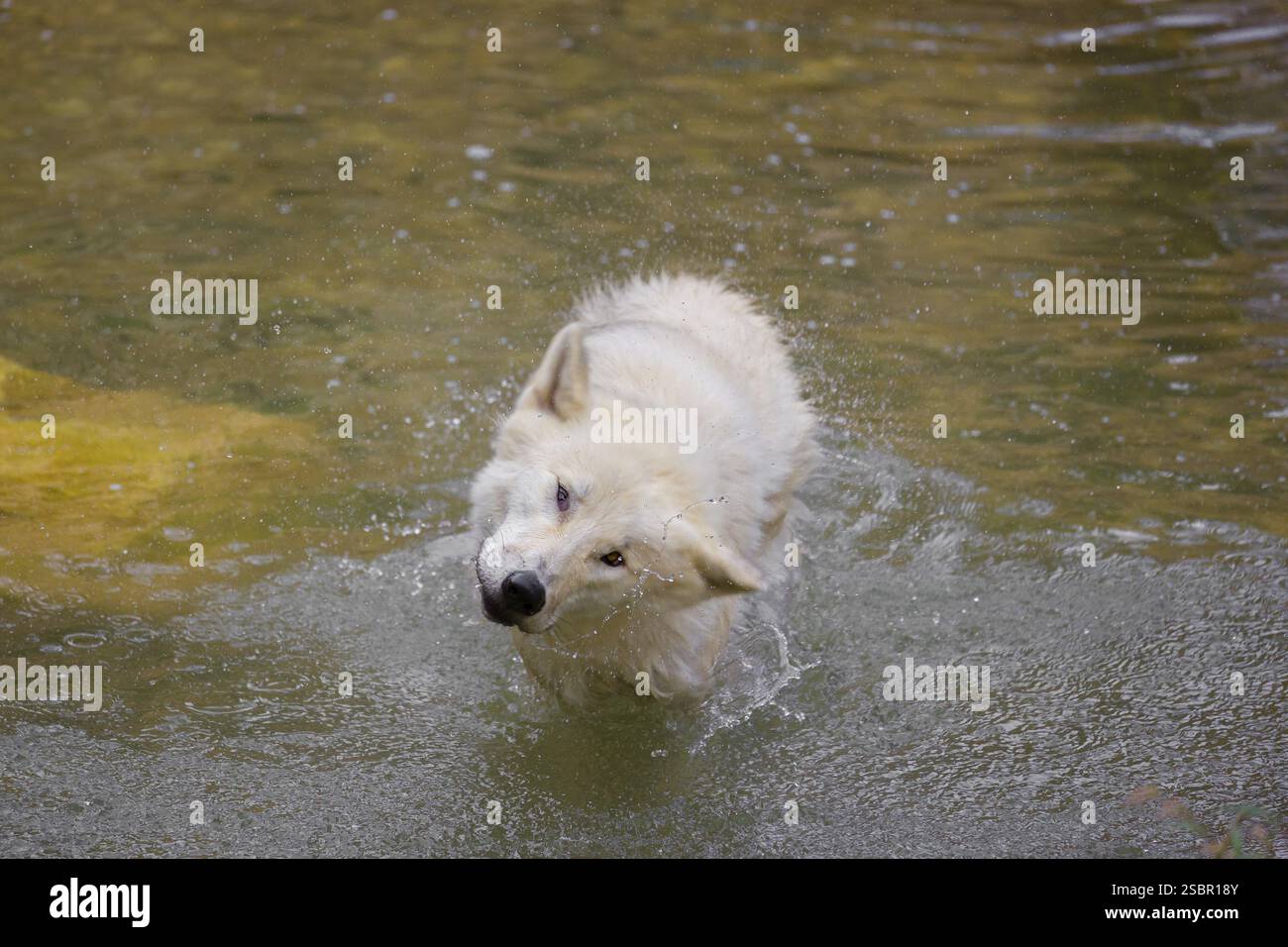 An Arctic wolf (Canis lupus arctos) stands in a pool of water below a ...
