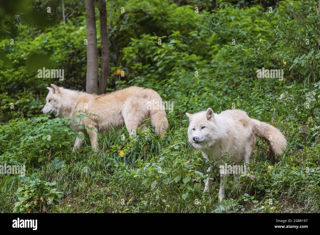 Two adult Arctic wolves (Canis lupus arctos) walk through the green ...