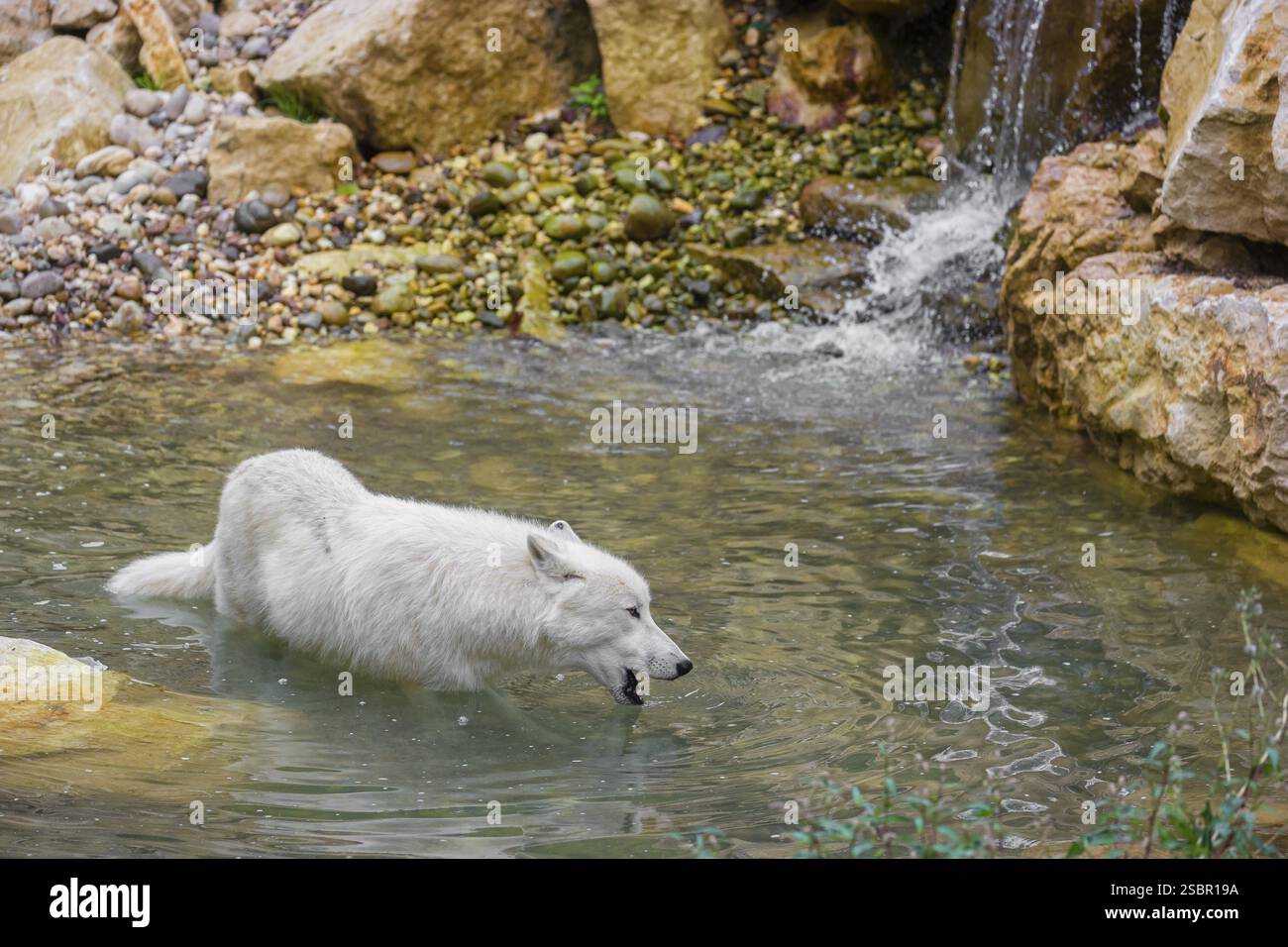 An Arctic wolf (Canis lupus arctos) stands in a pool of water below a ...