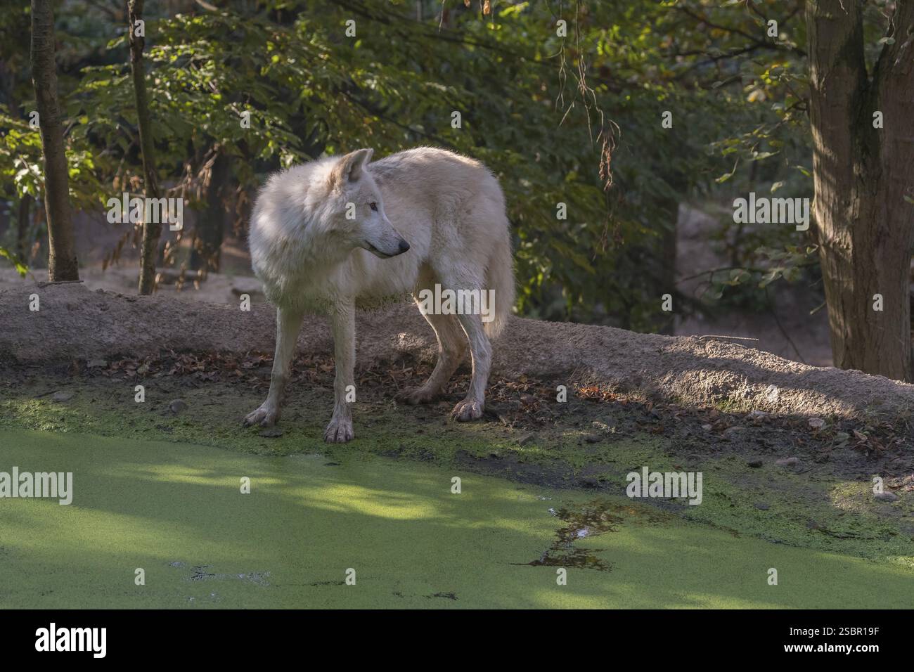 Little wolf pond hi-res stock photography and images - Alamy