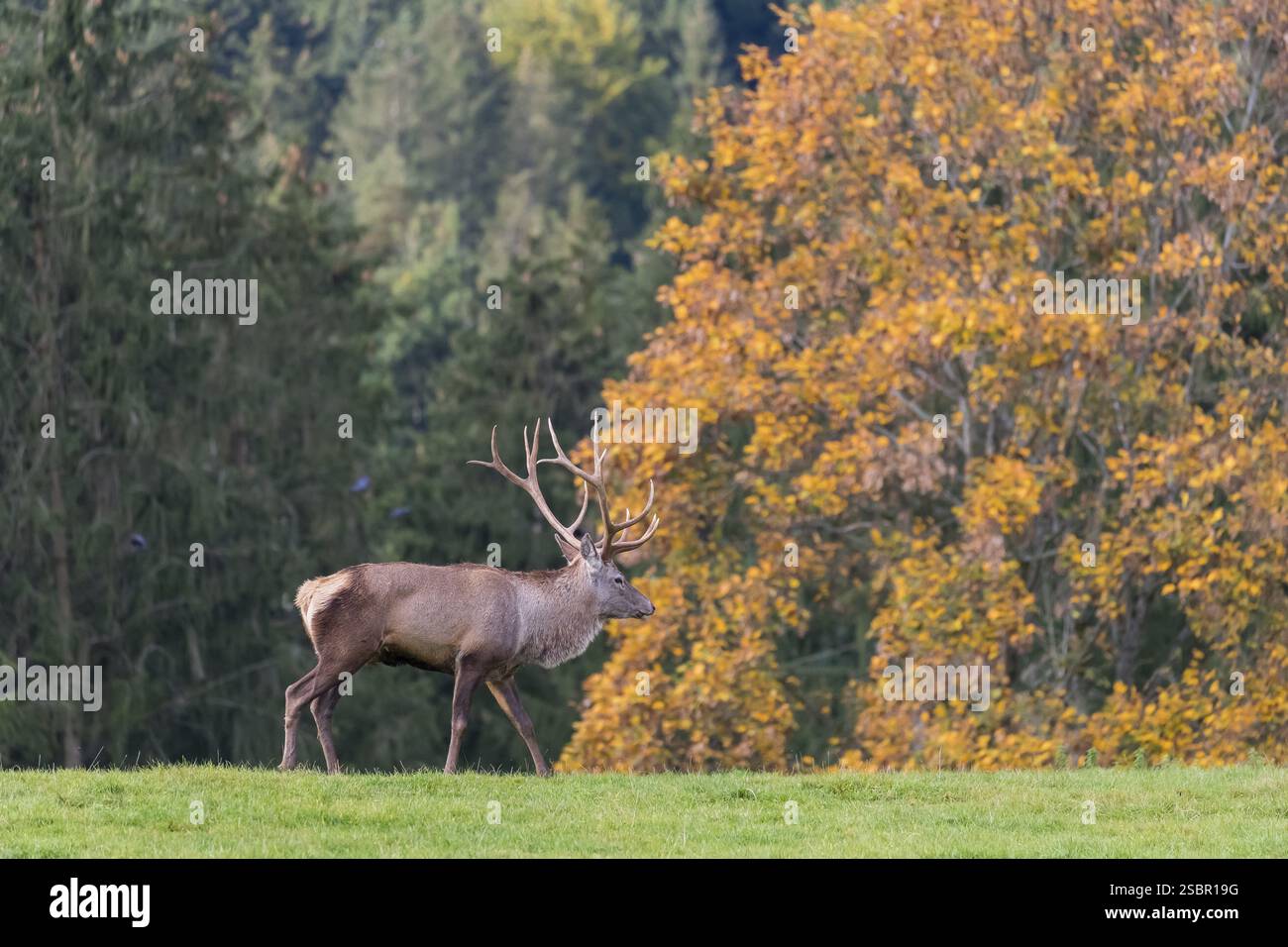 Cervus canadensis sibiricu hi-res stock photography and images - Alamy