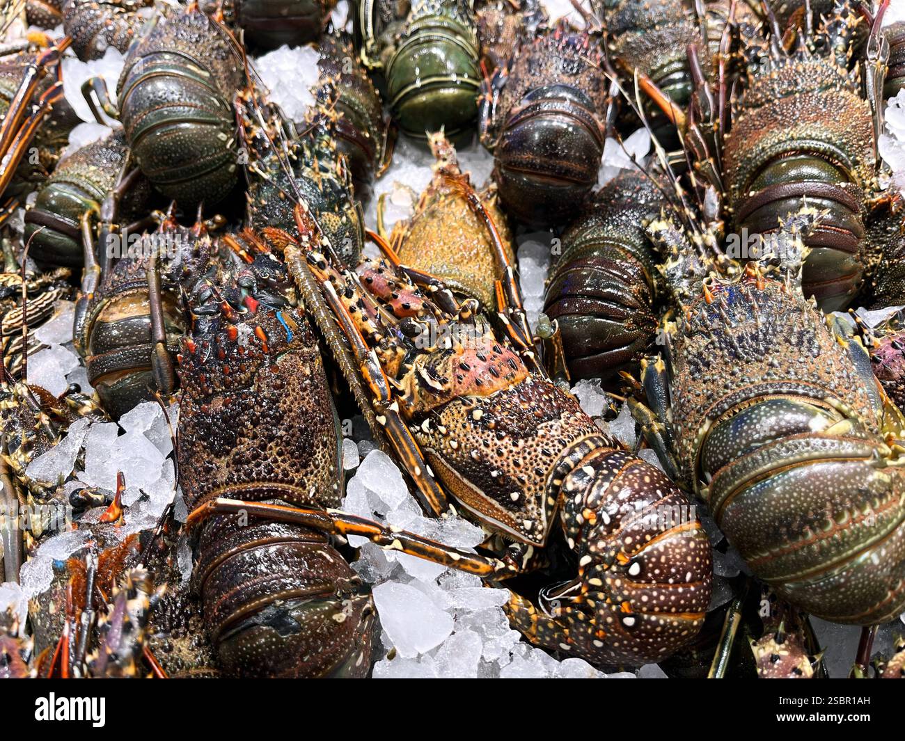 Fresh raw lobster chilled on ice. Top view. Seafood Stock Photo - Alamy