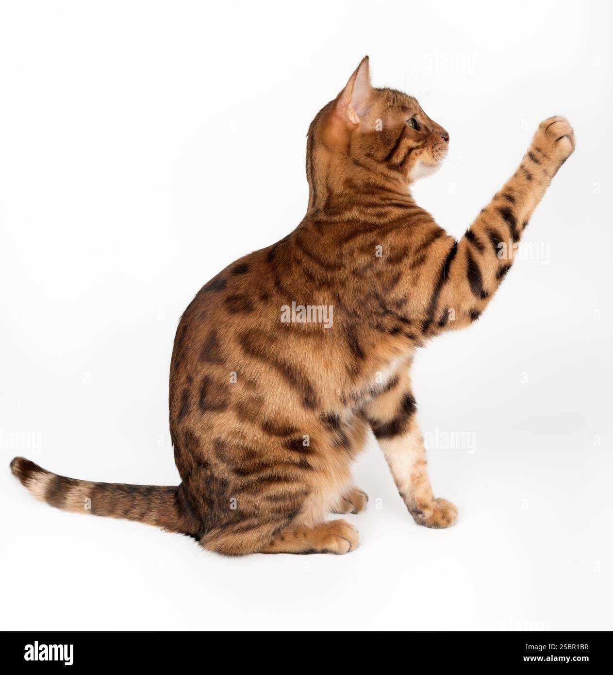 Bengal cat with raised paw on white background. Side view. Pedigree cat ...