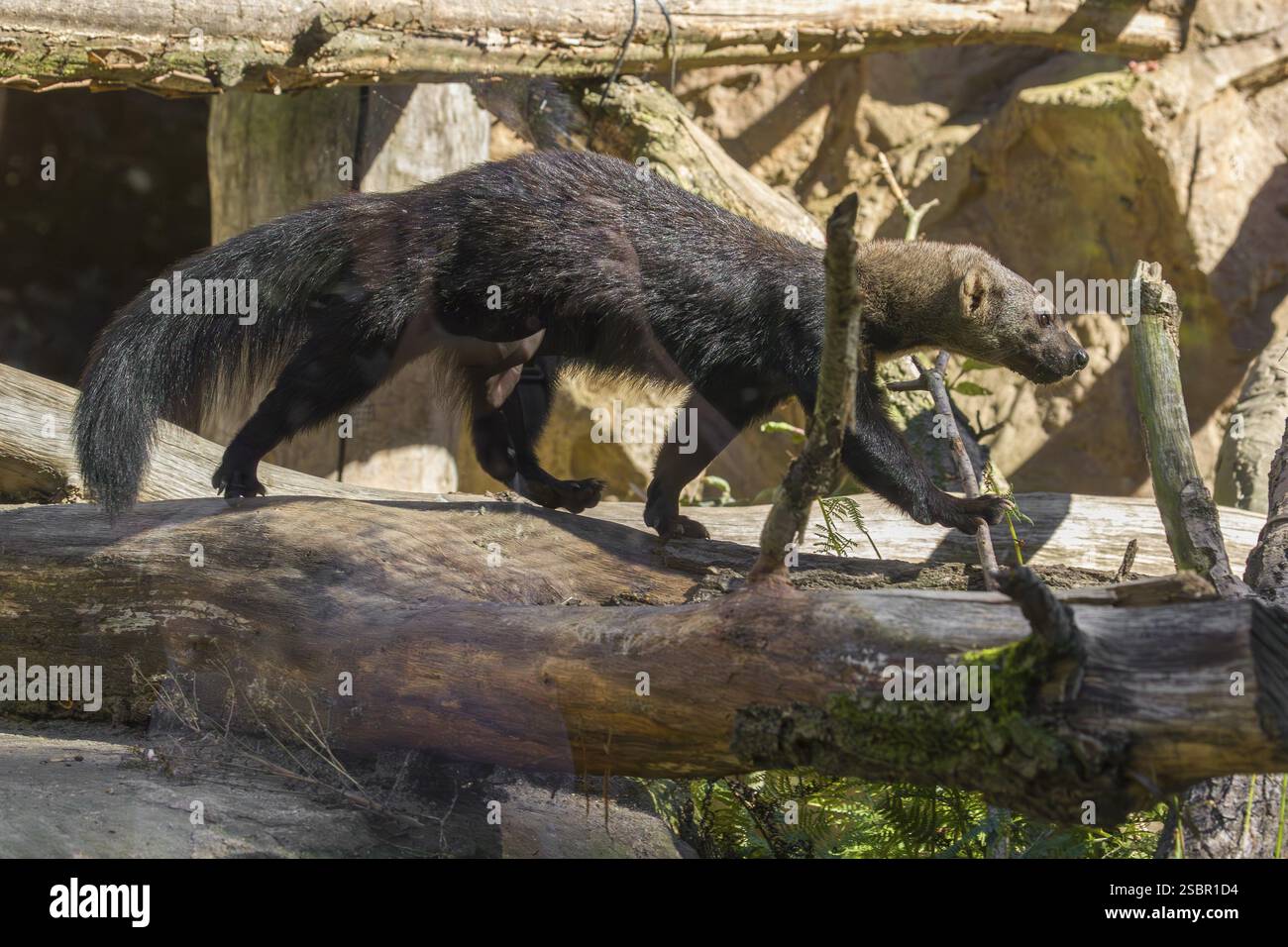 A Tayra (Eira barbara) runs on branches of a fallen tree Stock Photo ...