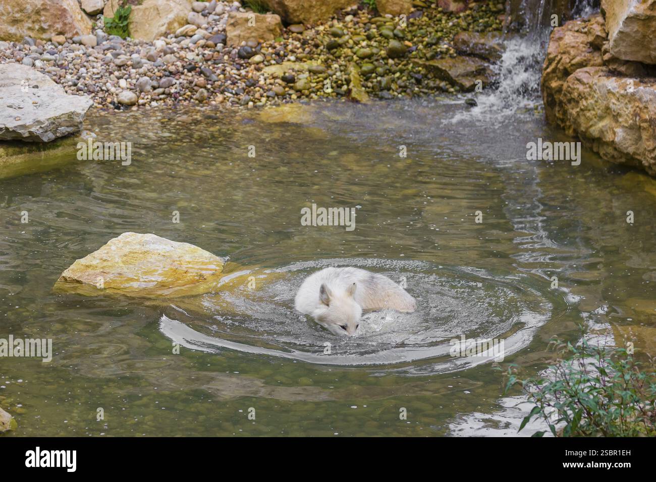 An Arctic wolf (Canis lupus arctos) stands in a pool of water below a ...