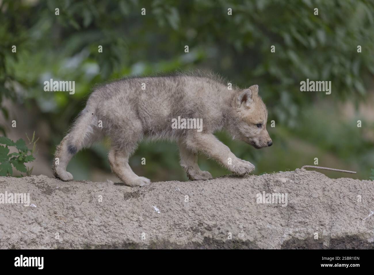 One four weeks old Arctic wolf cub (Canis lupus arctos) standing on a ...